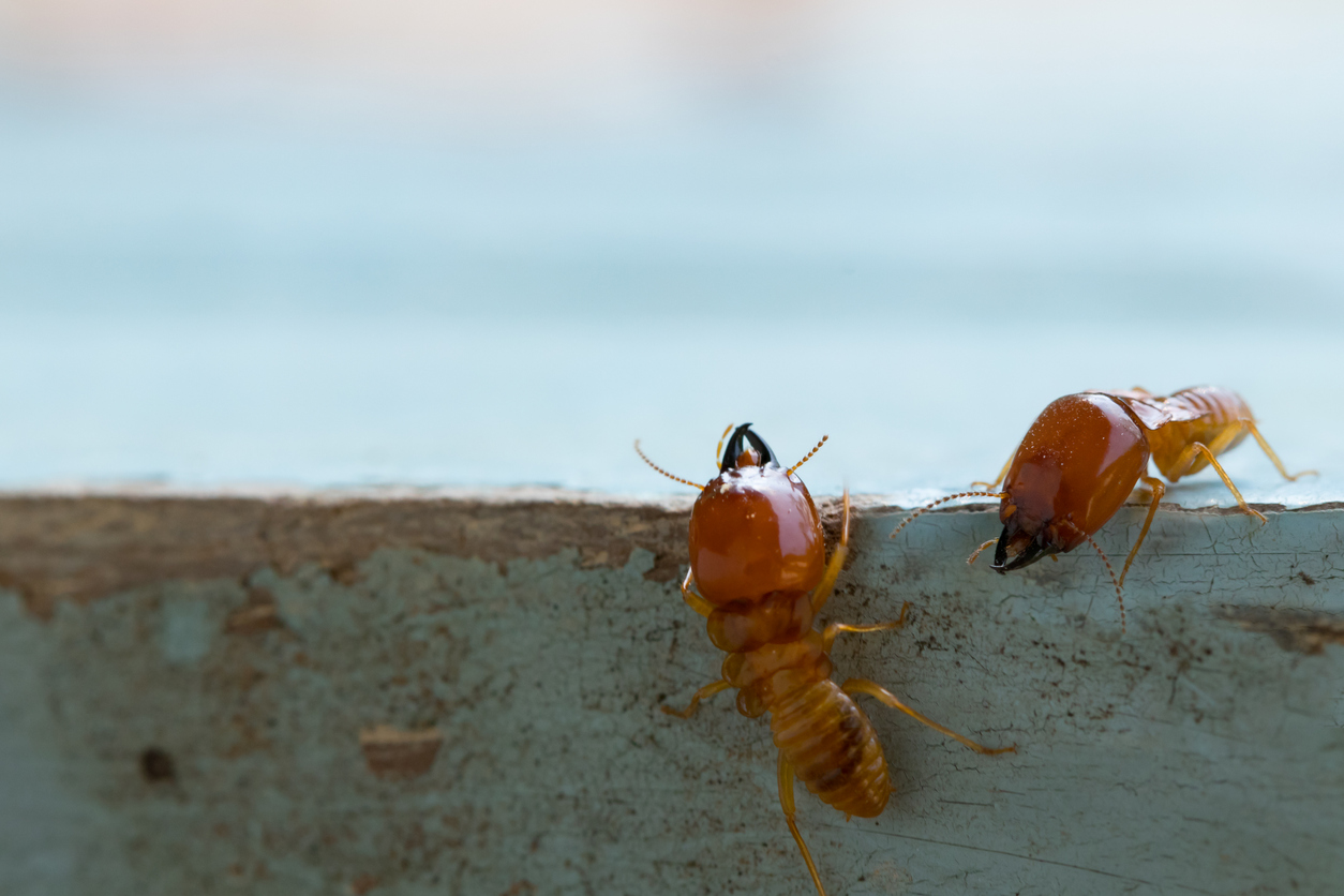 Termite Control, Bonds & Extermination in AL, MS, NC & SC